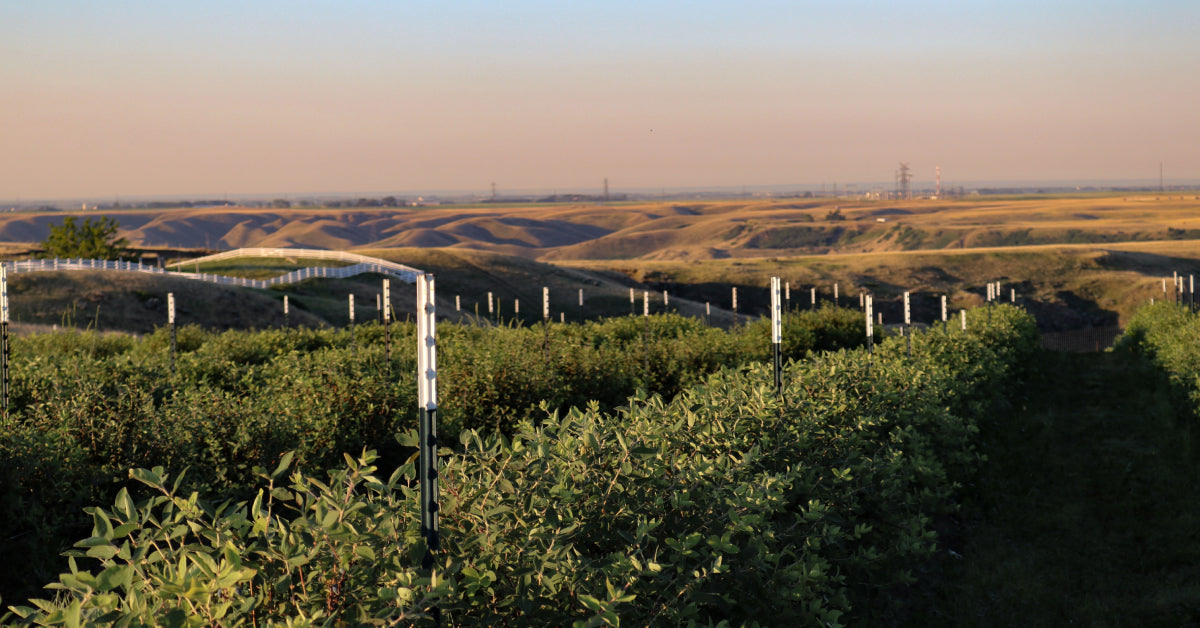 Haskap Berry Products with Whole-Body Benefits | Haskalife | haskalife™