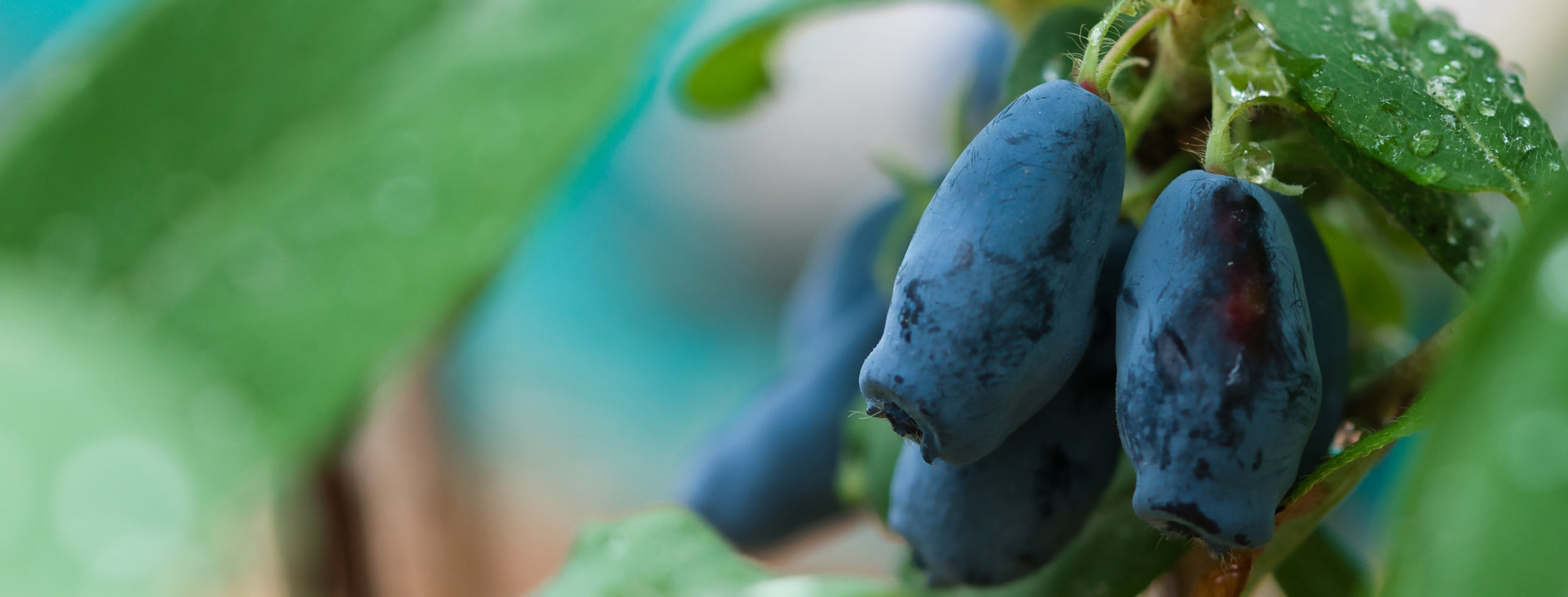 Haskap Berry Products with Whole-Body Benefits | Haskalife | Haskalife™