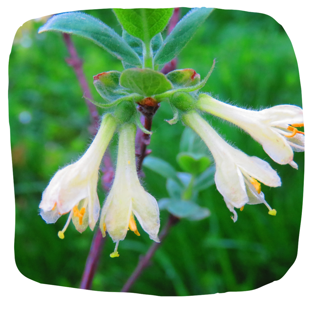 Making Our Single-Serve Haskap Berry Products | Haskalife | haskalife™