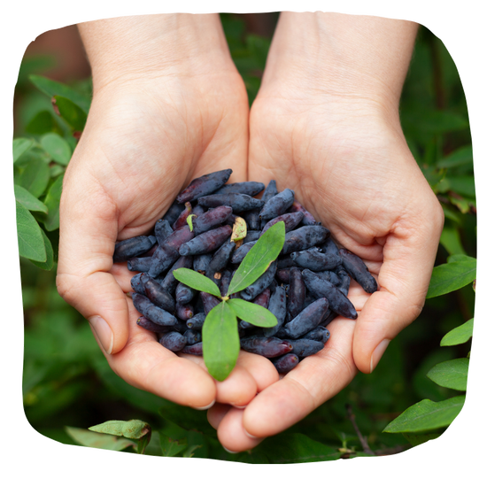Haskap Berry Juice Shots | Packed with Key Nutrients | Haskalife ...