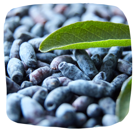 Pure Haskap Berry Powder | 100% Canadian Superfruit | haskalife ...