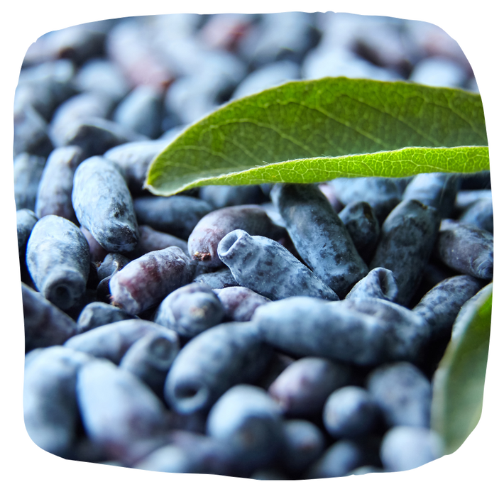 Pure Haskap Berry Powder | 100% Canadian Superfruit | haskalife ...