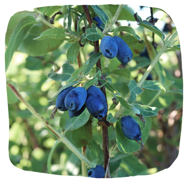 Inspiring Single-Serving Haskap Products | Haskalife | haskalife™