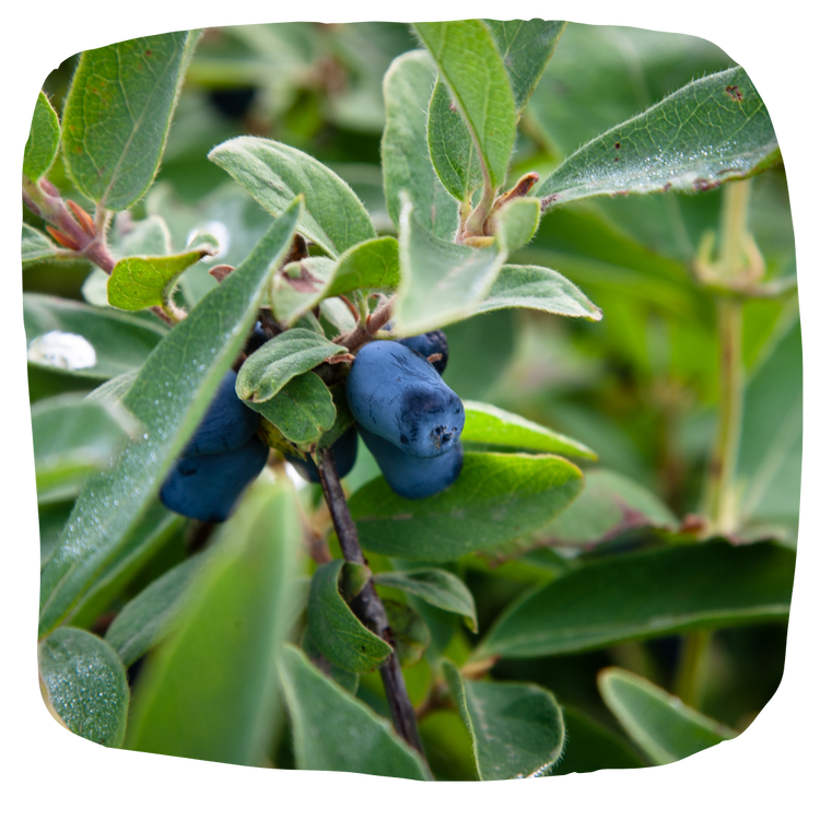Growing and Processing Haskap Berries | Our Farm | Haskalife | haskalife™