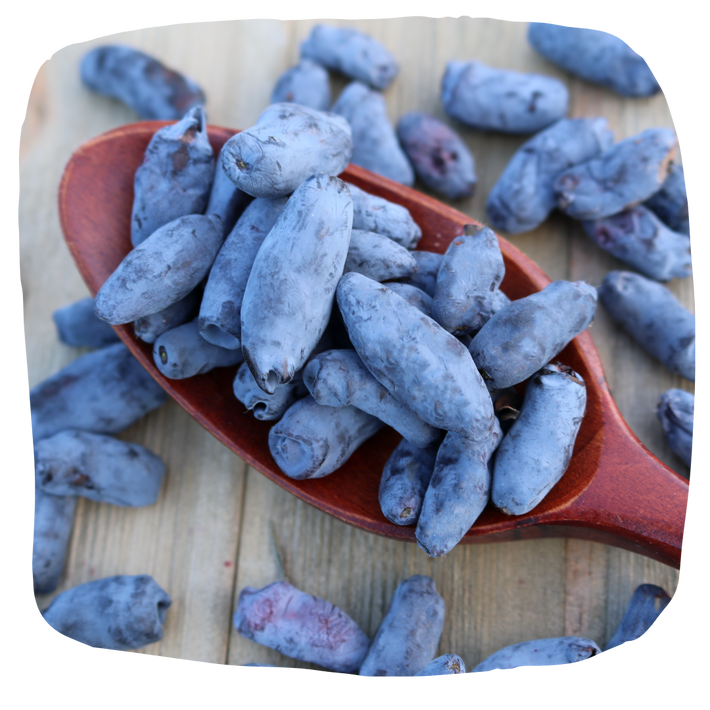 Pure Haskap Berry Powder | 100% Canadian Superfruit | haskalife ...